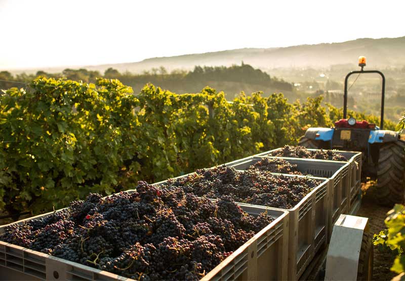 Vine Equip Ltd – Vineyard Equipment